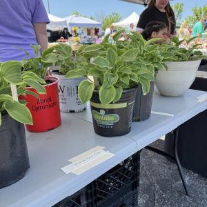 Flea Market In Decatur, Illinois | KC Finds